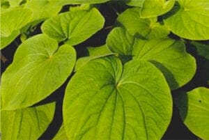 Kava Root | Kalm with Kava