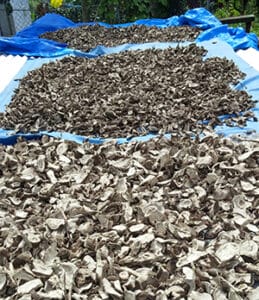 About Kava Cultivation | How to Grow Kava Plant